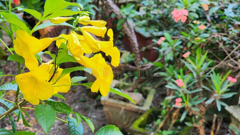 Magnoliophyta, Angiospermae, Alamanda Yellow Elder, Bunga Terompet ...