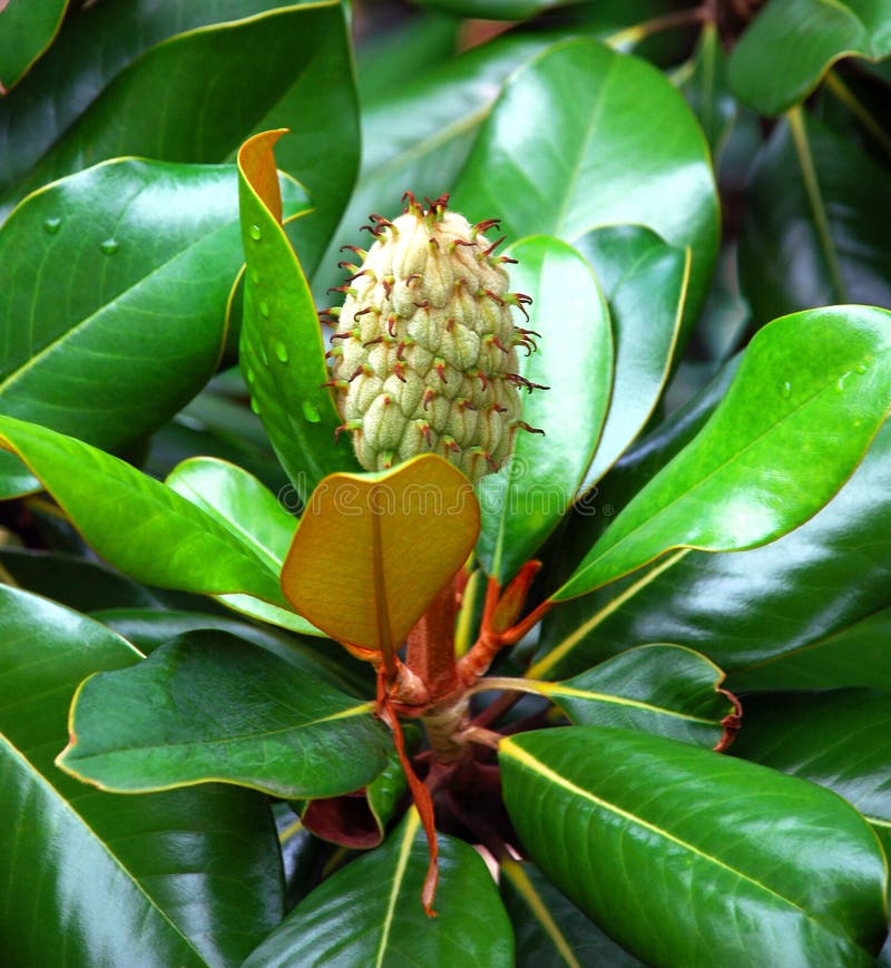 Owoc Magnolii Grandiflora zdjęcie stock. Obraz złożonej z greenbacks ...