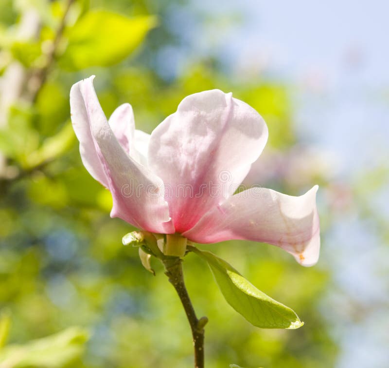 Magnoliowy kwiat zdjęcie stock. Obraz złożonej z botaniczny - 34520936
