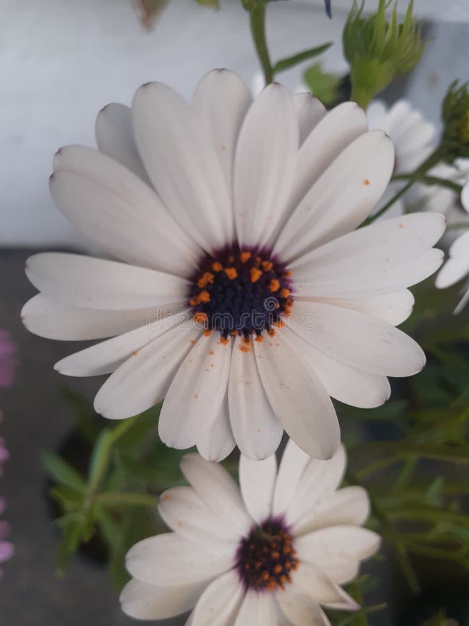 Magnum Colour Flower Stock Photos - Free & Royalty-Free Stock Photos ...