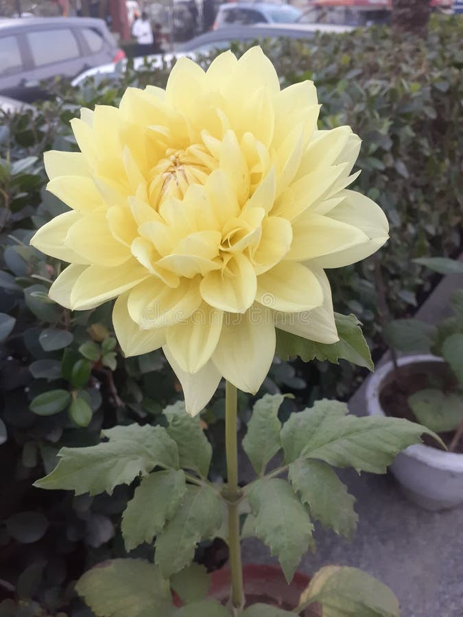 Magnum Colour Flower Stock Photos - Free & Royalty-Free Stock Photos ...