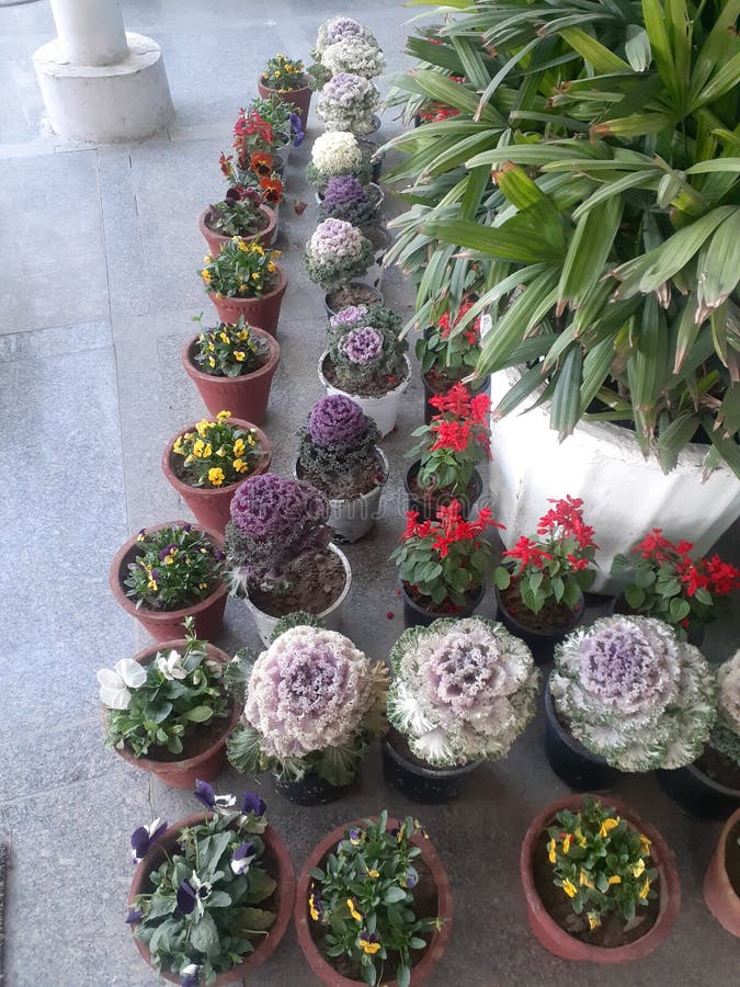 Magnum colour flower stock image. Image of flower, bouquet - 257427841