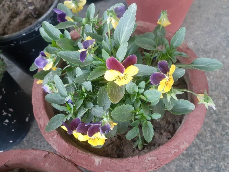 Magnum colour flower stock image. Image of magnum, produce - 257427881