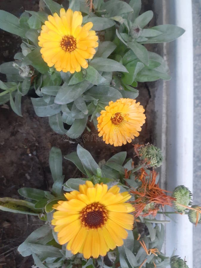 Magnum colour flower stock image. Image of bouquet, wildflower - 257428643