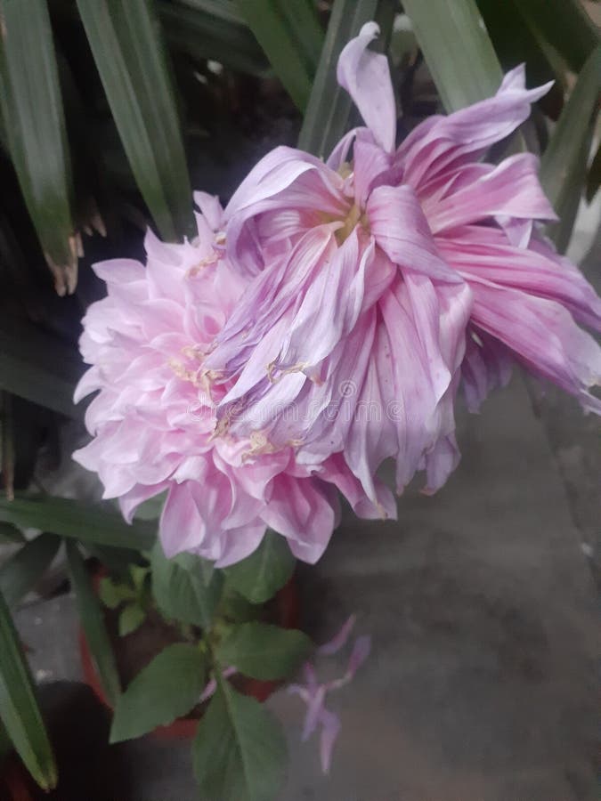 Magnum Colour Flower Stock Photos - Free & Royalty-Free Stock Photos ...