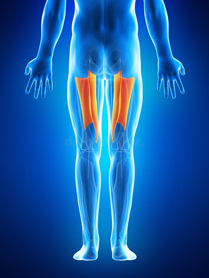 Il Muscolo Abduttore Maggiore Illustrazione di Stock - Illustrazione di ...