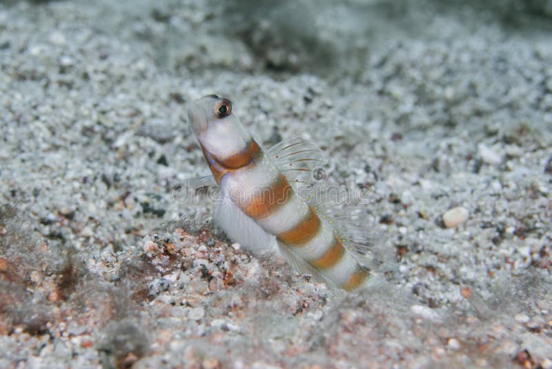 Magnus prawn goby stock photo. Image of fish, divingpic - 197300728