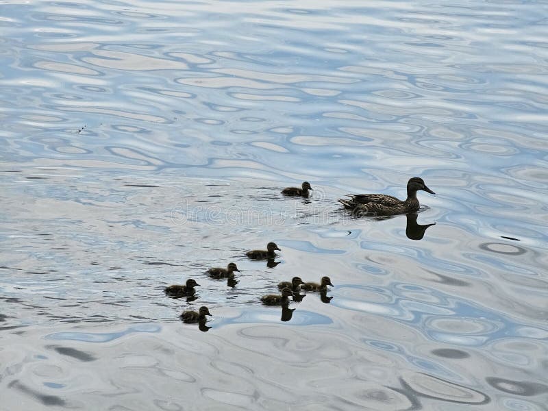 Magog Memphremagog Lake Duck Baby Stock Image - Image of waterbird ...