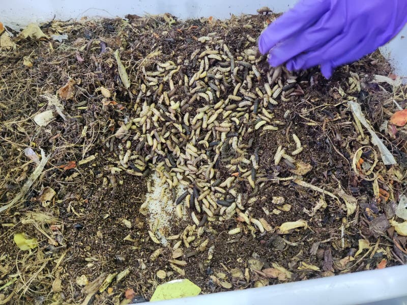 Magot Breeding Using Recycled Food Scraps Stock Image - Image of magot ...