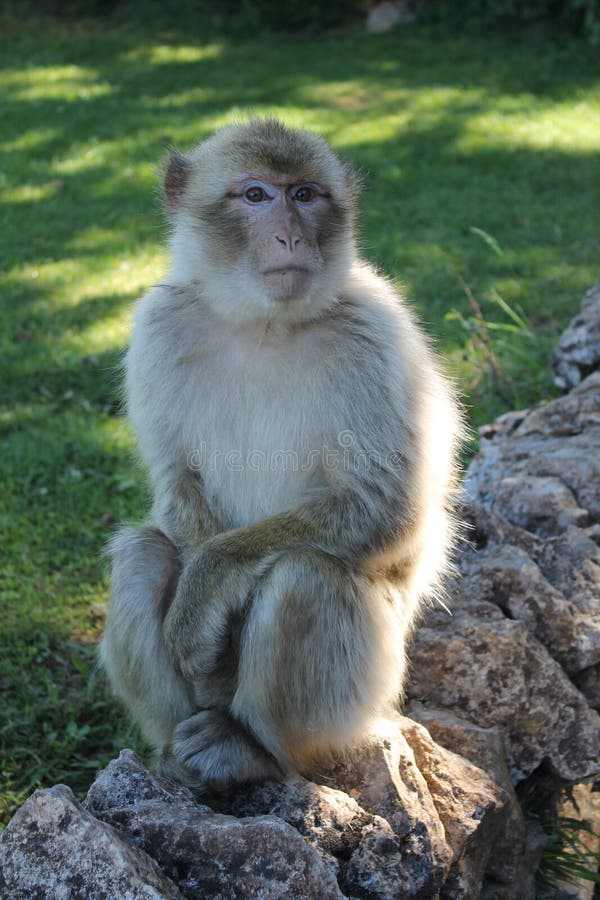 Old Magot Monkey in Green Habitat. Barbary Macaque, Macaca Sylvanus ...