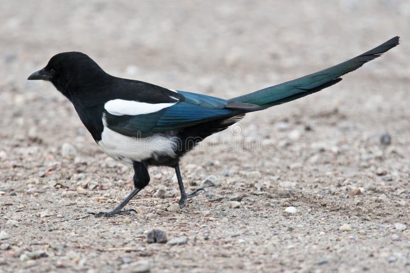 Magpie stock photo. Image of mountains, daytime, banff - 10464988