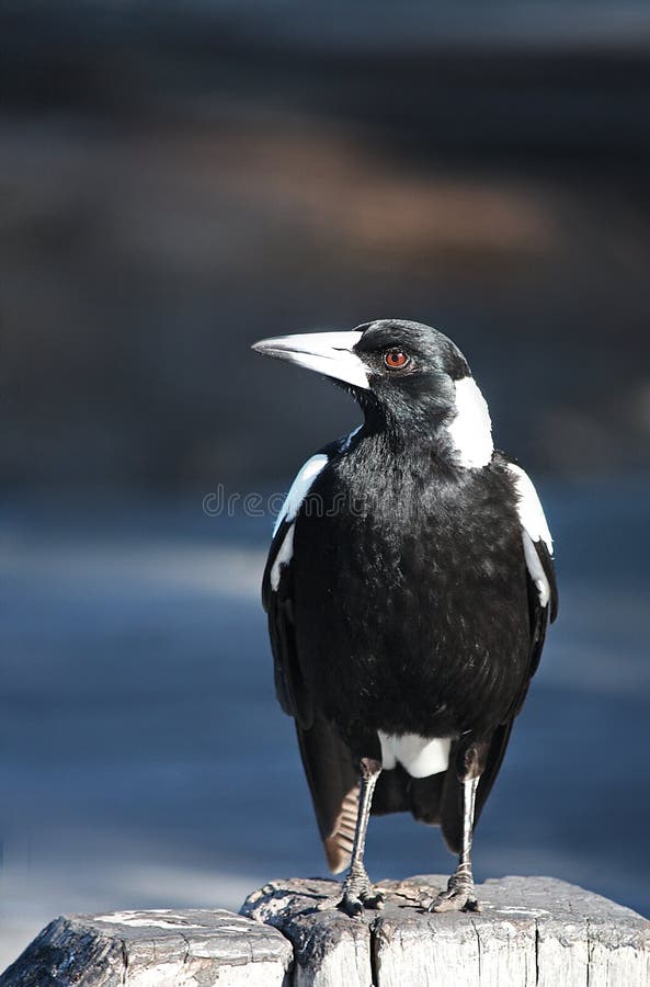 Magpie stock photo. Image of environment, coastal, native - 16192160