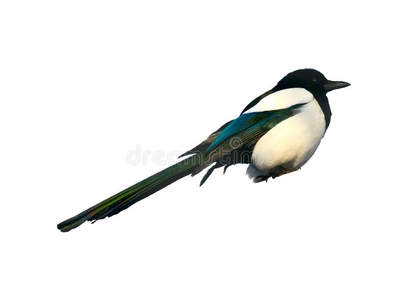 Common Magpie Looking Up, Pica Pica, Isolate Stock Image - Image of ...