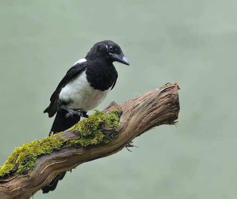 Magpie. stock photo. Image of species, crows, magpie - 20117082