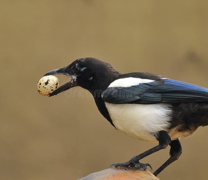 Magpie. stock photo. Image of wildlife, birds, habitat - 20637786