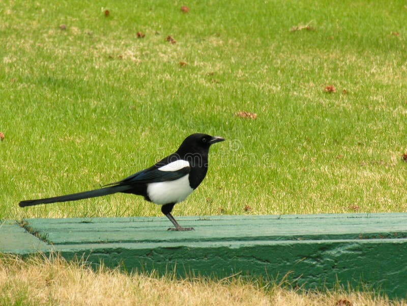 Magpie stock photo. Image of magpie, feathers, common, grass - 516194