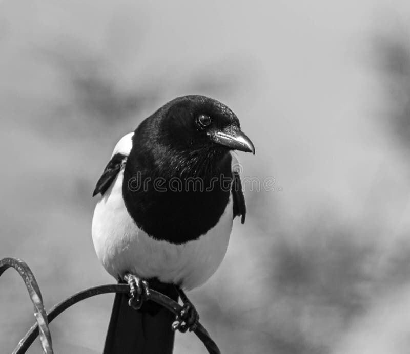 Magpie stock image. Image of plumage, white, rspb, claws - 235578431