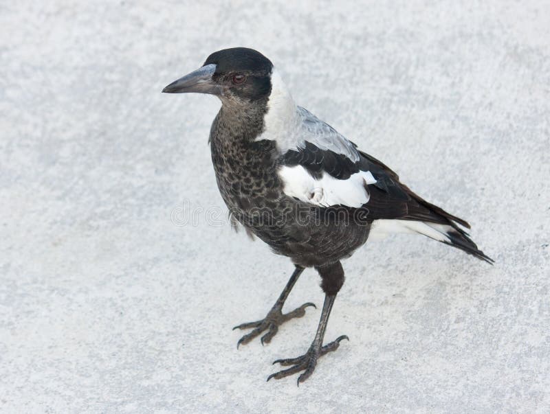 Magpie bird stock image. Image of beak, bird, black, isolated - 90775589