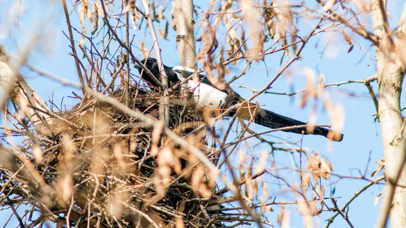 Magpie Bird Builds a Nest on a Tree in Spring Stock Image - Image of ...