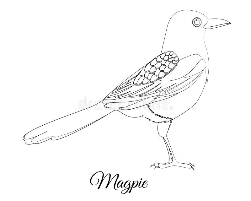 Magpie Coloring Stock Illustrations – 51 Magpie Coloring Stock ...