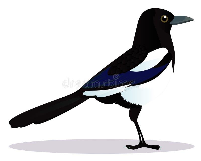 Magpie bird stock vector. Illustration of feather, nature - 89545123