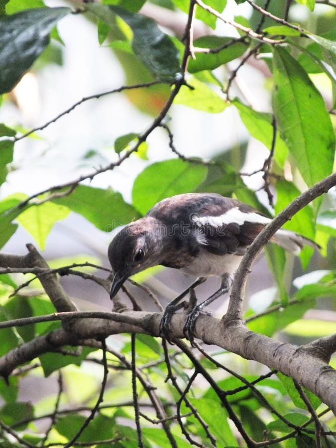 A Magpie Bird Hunting Insects on a Tree Stock Image - Image of leaves ...