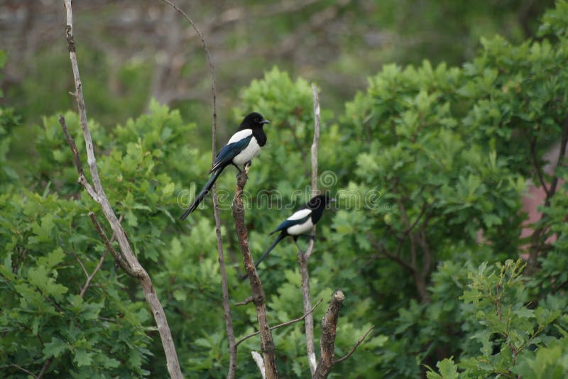 Magpie Bird Pair on a Branch Stock Photo - Image of facing, black ...