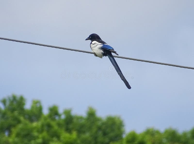 Magpie Bird on a Power Line in Romania Stock Image - Image of wildlife ...