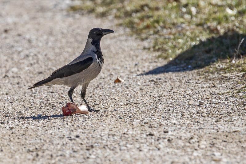 Magpie bird at the road stock image. Image of long, magpie - 278177037
