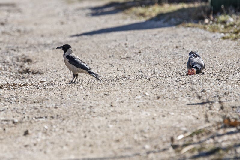 Magpie bird at the road stock image. Image of flying - 278177077