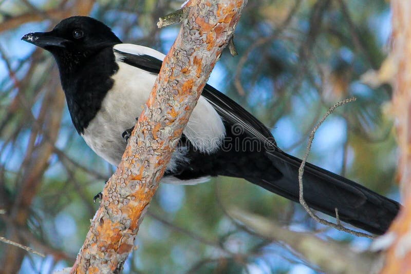 Magpie bird stock photo. Image of magpie, park, winter - 110834854