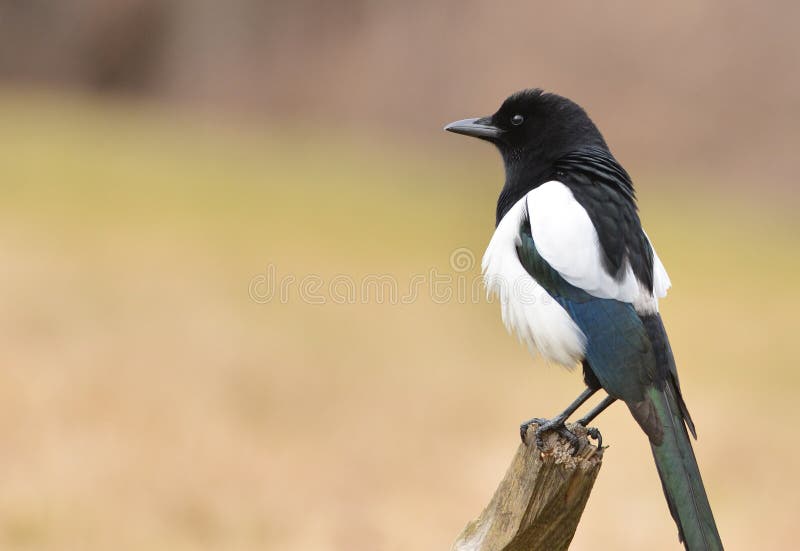Magpie stock image. Image of black, autumn, perching - 42890271