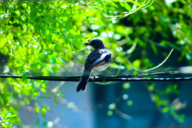 Magpie Bird Sitting in the Wire Under a Tree Leaves Stock Image - Image ...