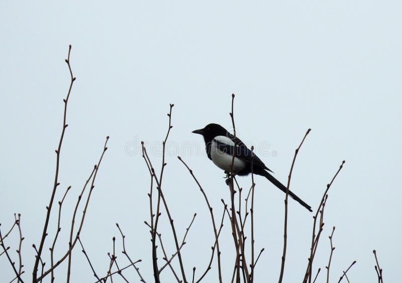 Magpie Bird on Tree Branch, Lithuania Stock Photo - Image of nature ...