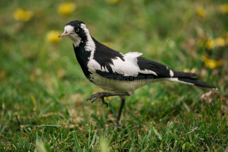 Magpie bird staring stock photo. Image of blue, vertebrate - 95167964