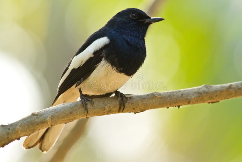 Magpie on branch stock image. Image of bird, corvidae - 29537581