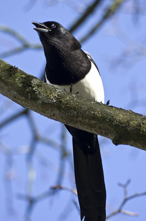 David Lewis (Davebris33) - Photographer profile