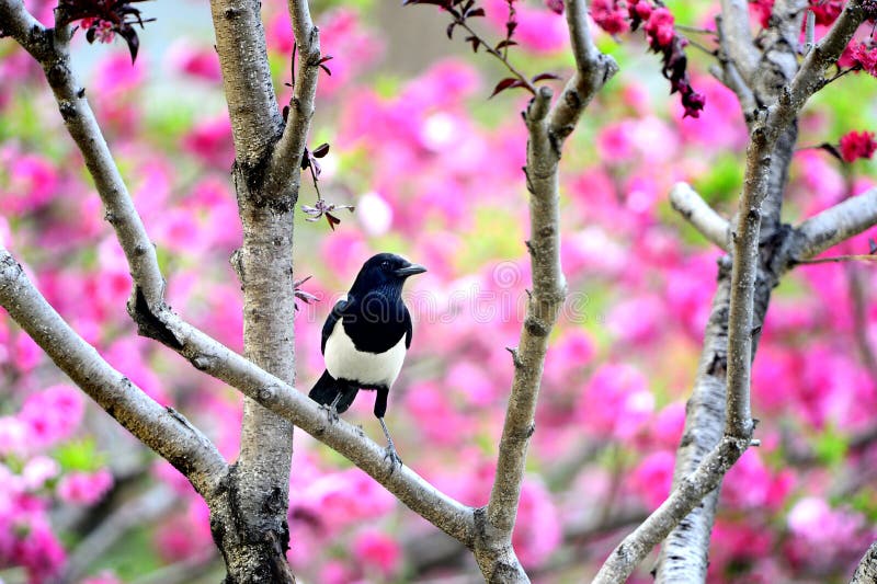 Magpie on branch stock image. Image of flowers, birds - 30877433