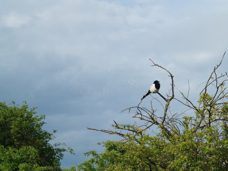 Magpie on branch stock photo. Image of predatory, pica - 92253834