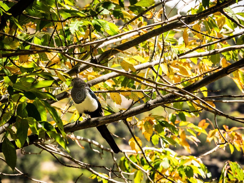 Magpie in Branches of an Autumn Tree Stock Photo - Image of profile ...