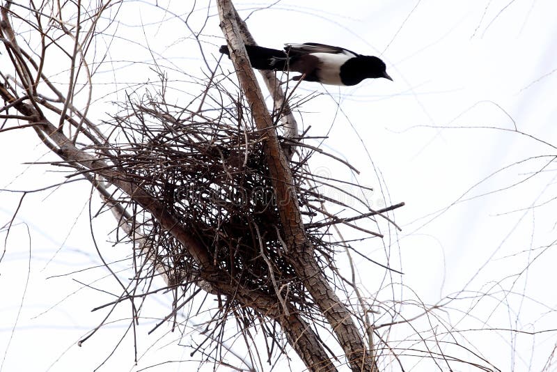 Magpie is Busy Building a Nest in a Tree. Stock Image - Image of ...