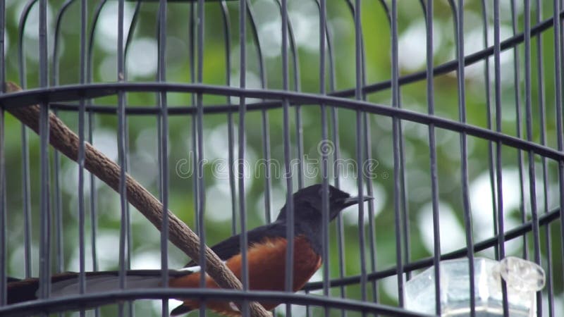 Magpie in a cage stock footage. Video of brown, garden - 316192886