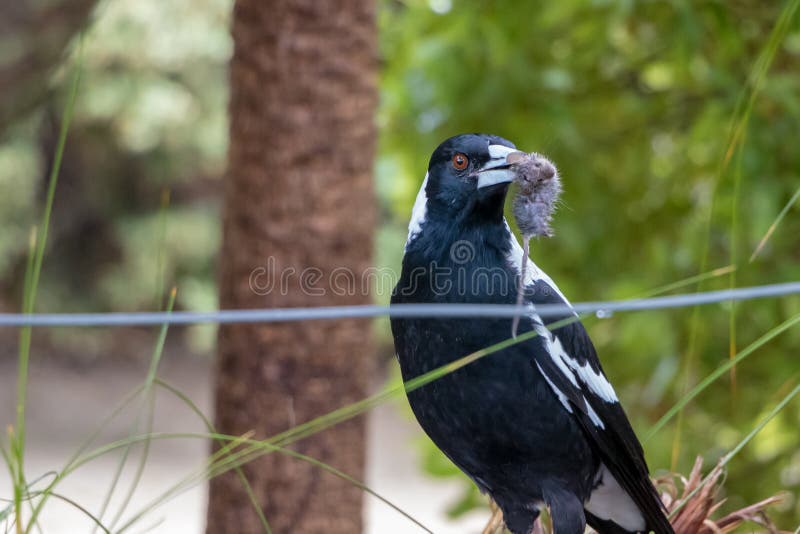 164 Magpie Australia White Background Stock Photos - Free & Royalty ...