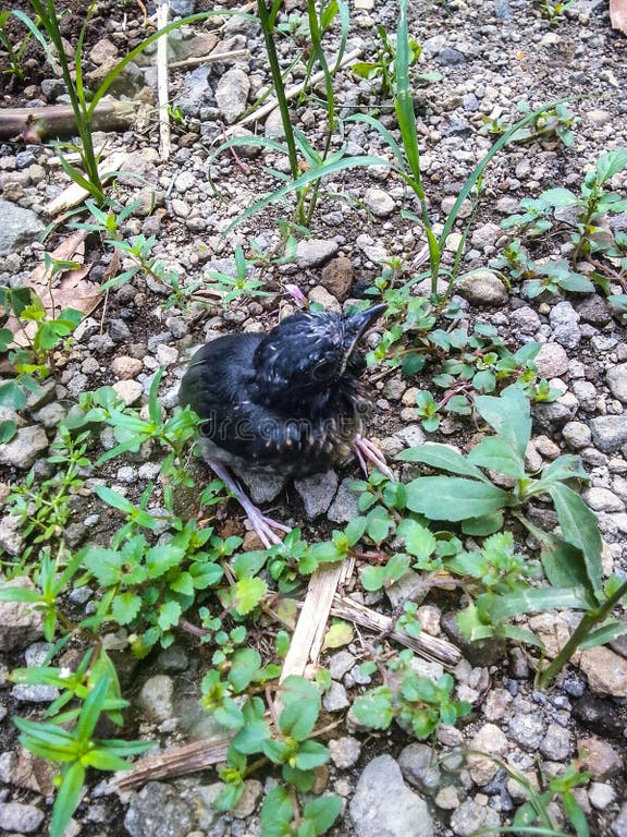 Magpie chick bird stock image. Image of magpie, chick - 267656733