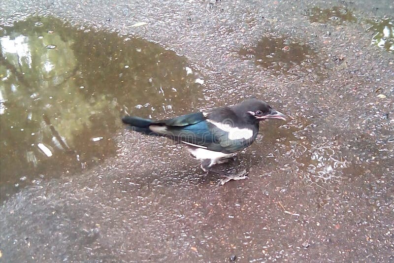 Magpie Chick Bird on a Asphalt Stock Photo - Image of chick, animal ...