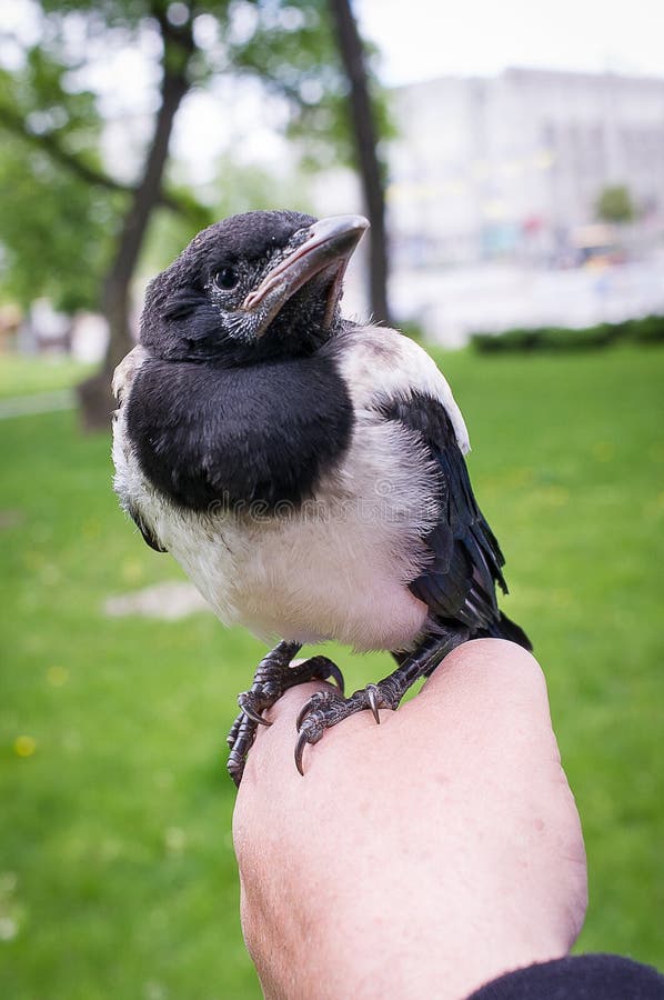 Magpie chick stock image. Image of animals, magpie, meadow - 64734975