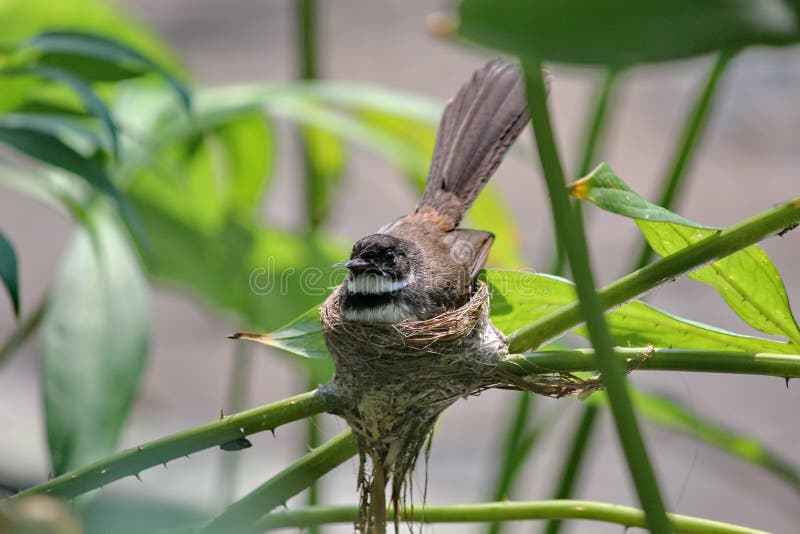 Magpie Chicks hatch stock image. Image of bird, episcia - 88704901