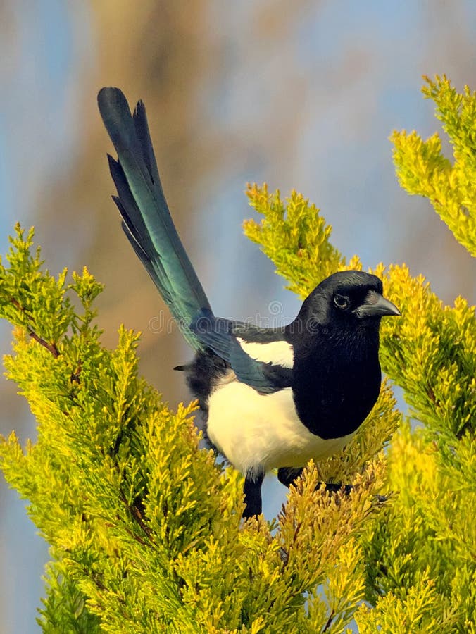 Magpie in a Conifer Tree with Blue Plumage Stock Photo - Image of ...