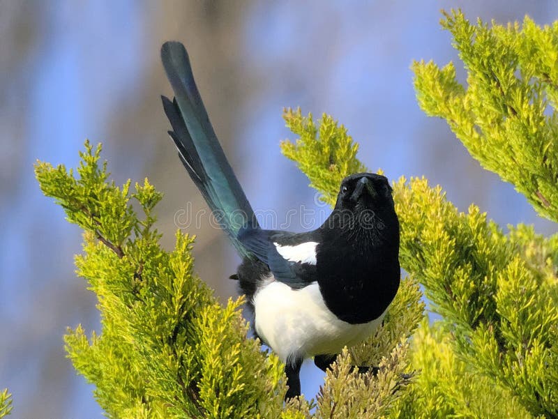 Magpie in a Conifer Tree with Blue Plumage Stock Photo - Image of ...