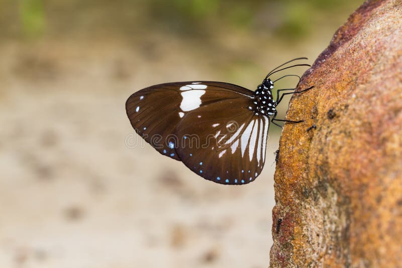 Magpie Crow Butterfly - Euploea Radamanthus Stock Photo - Image of ...